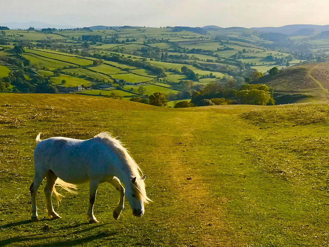 Booking - The Gladestry Shepherd's Hut