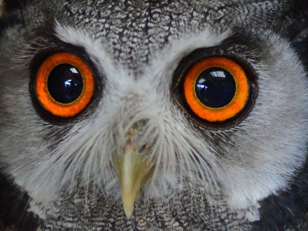 What to do/Where to go - The Gladestry Shepherd's Hut